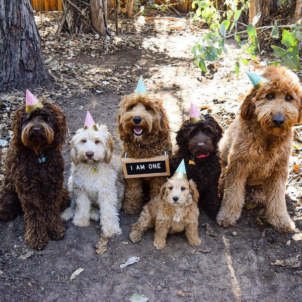 Mabel and Her Friends